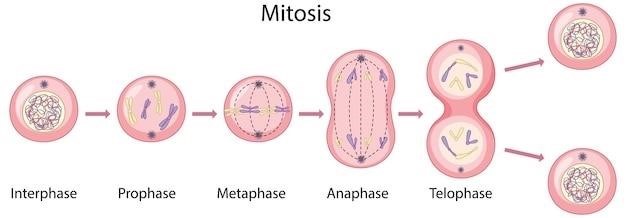 Mitosis & Meiosis Study Guide: Ace Your Biology Exams!Quick Learning ...